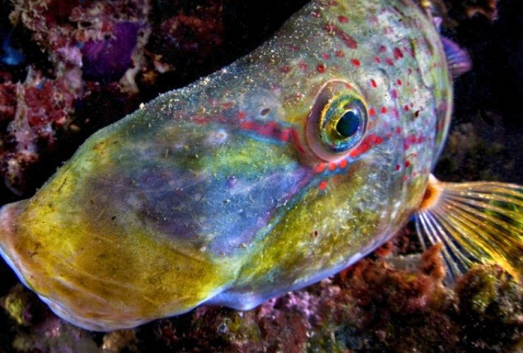 Introductory Dive in the Archaeological Baia Park